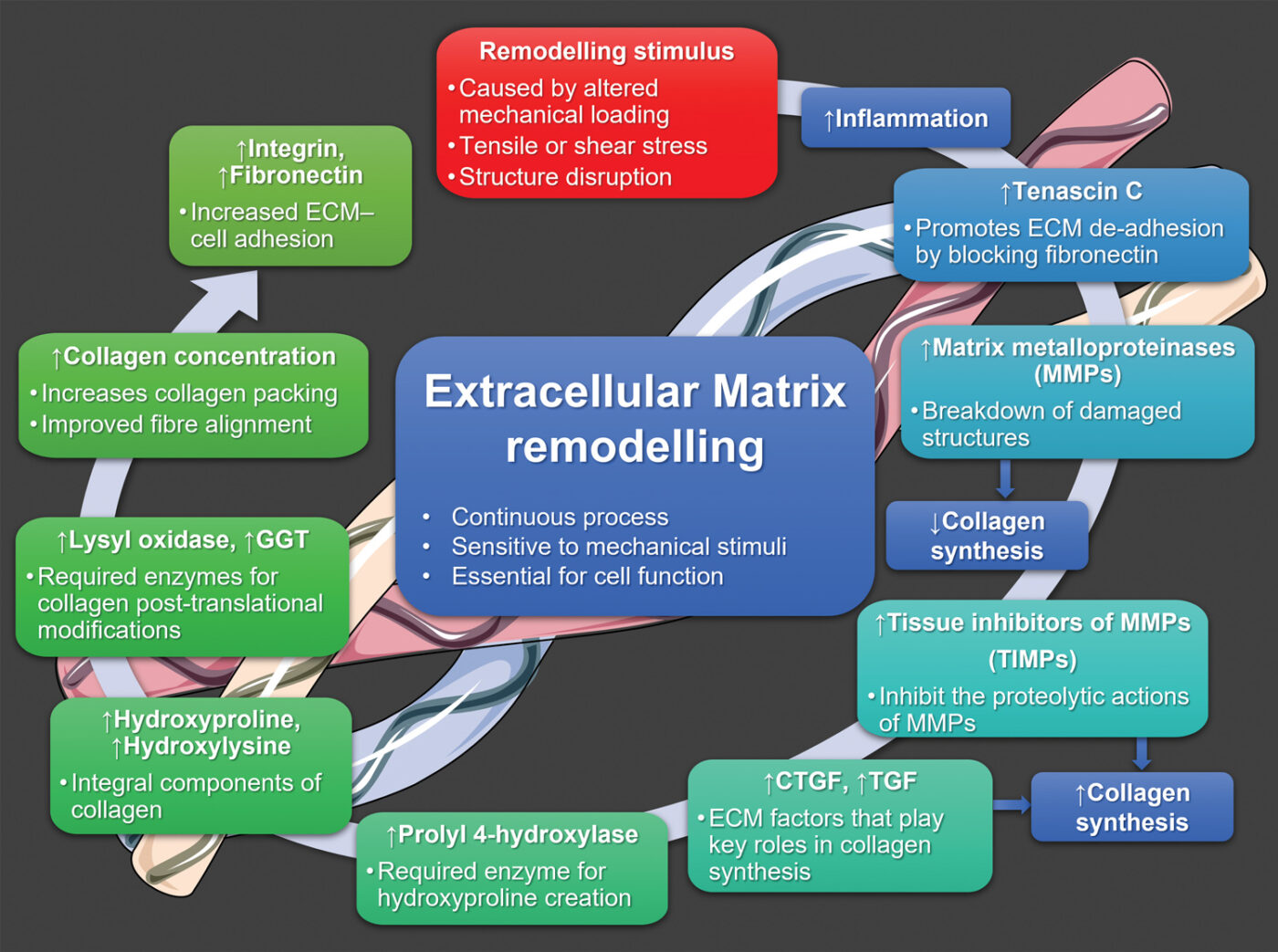 Extracellular matrix: the scaffold of life - Medical Forum
