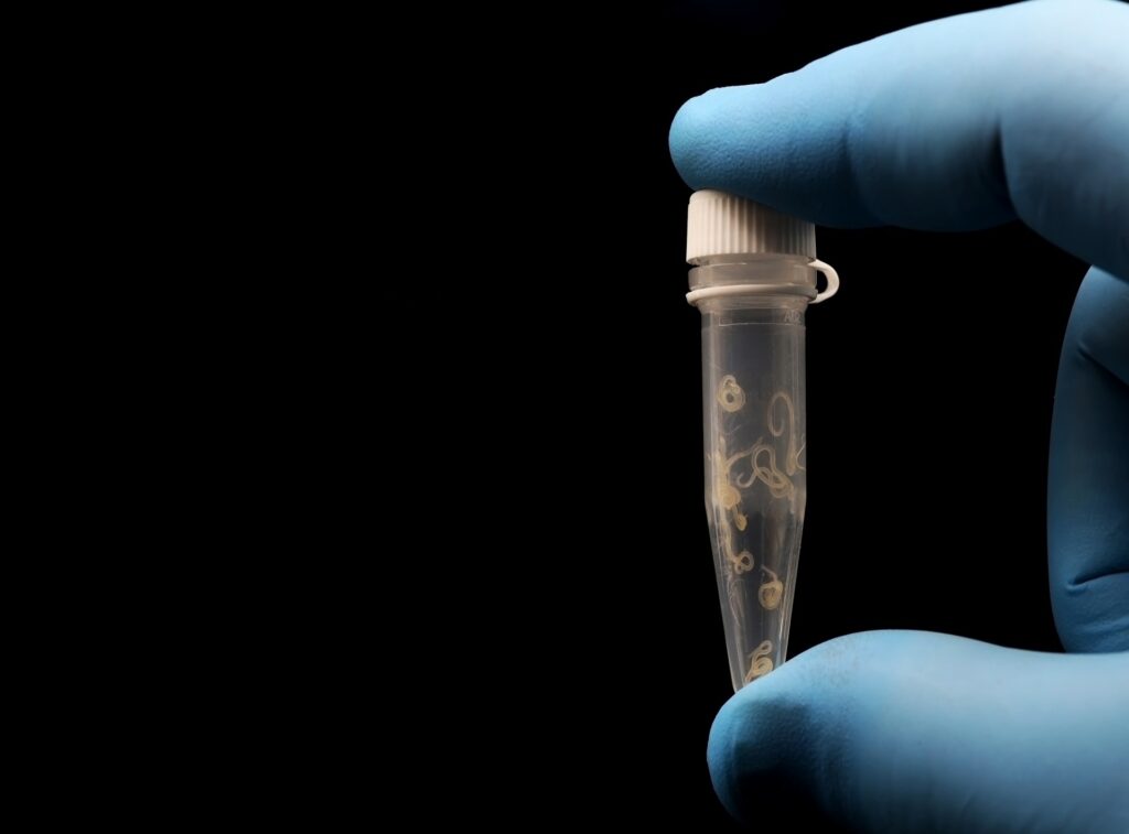 Parasite plagues First Nations - Medical Forum