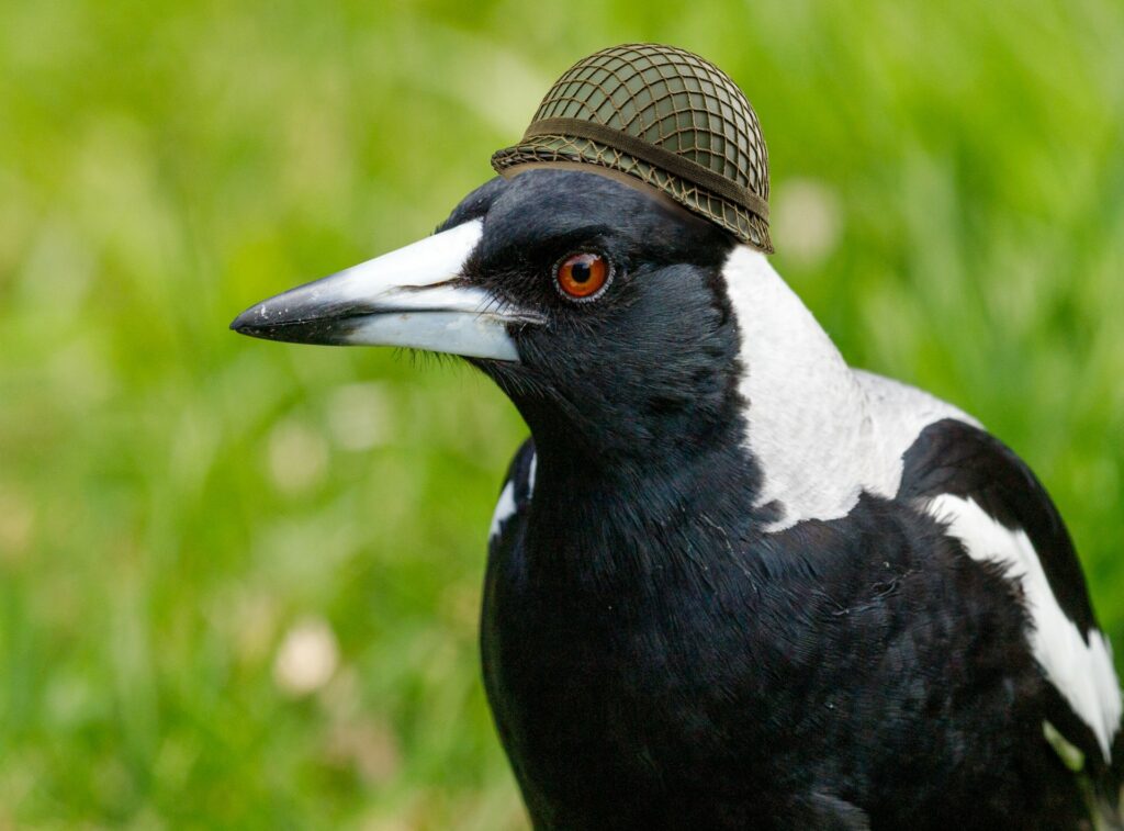 Magpie season warning - Medical Forum